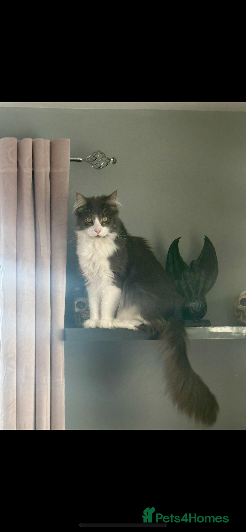 Male Maine coon for sale in Hartlepool | Pets4Homes