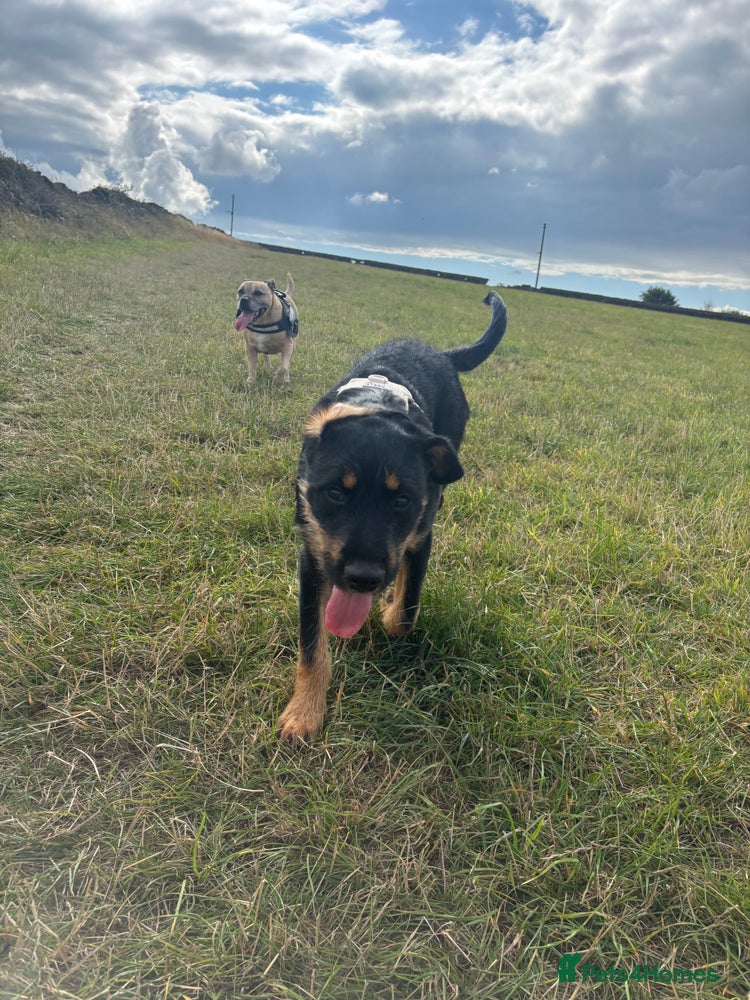 Beautiful Rottweiler x Belgian Mallonis for sale in Sheffield | Pets4Homes