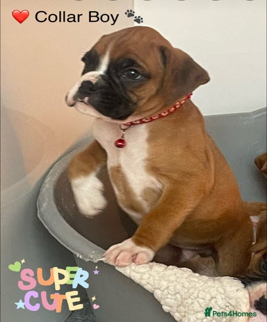 Bobtail Boxer puppies for sale | Pets4Homes