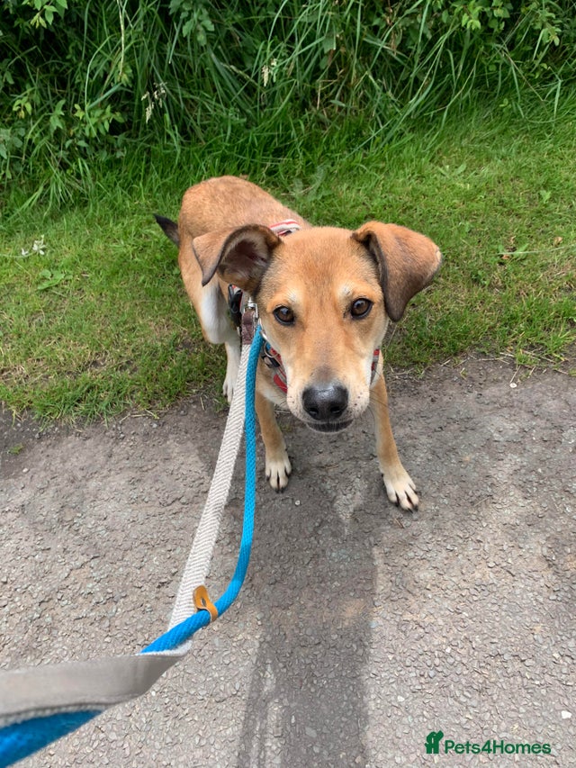 Meet Barney, currently residing in Cheshire for adoption in Nantwich ...
