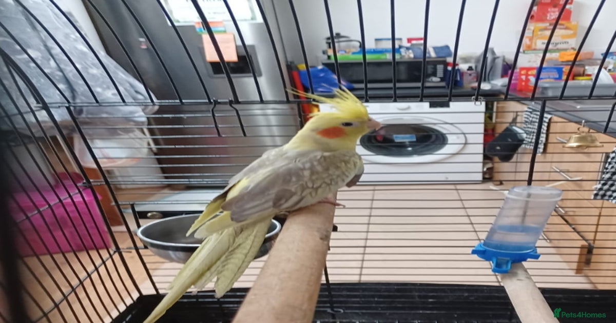 Coco yellow cockatiel £150 for sale in London | Pets4Homes