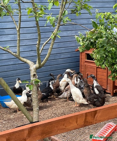 Cherry valley duck Ducks poultry for sale | Pets4Homes