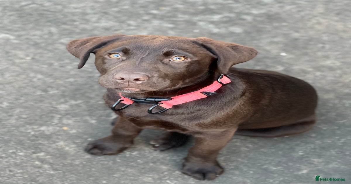 16 week old chocolate Labrador for sale in Worksop | Pets4Homes