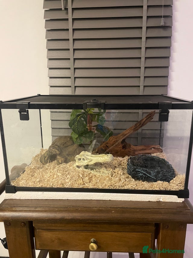 15 Month Old Corn snake with set up for sale in Wisbech | Pets4Homes