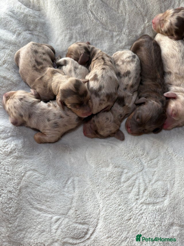 ℂ𝕙𝕠𝕔𝕠𝕝𝕒𝕥𝕖𝕤 𝕒𝕣𝕣𝕚𝕧𝕖𝕕 🧸🐾 for sale in Bootle | Pets4Homes