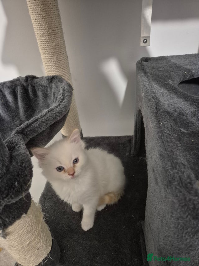 Pure ragdolls 2 flame point and 1 rare mink tortie for sale in Great ...