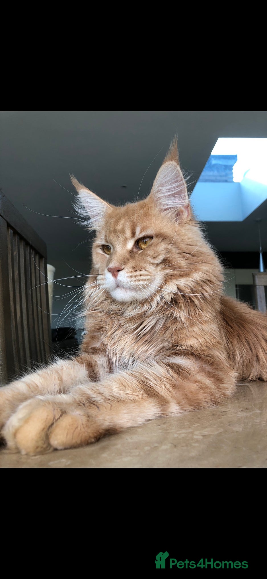 Licensed breeders of Maine Coon kittens | Pets4Homes