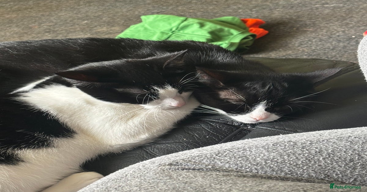 2 female house cats for sale for sale in Stevenage | Pets4Homes