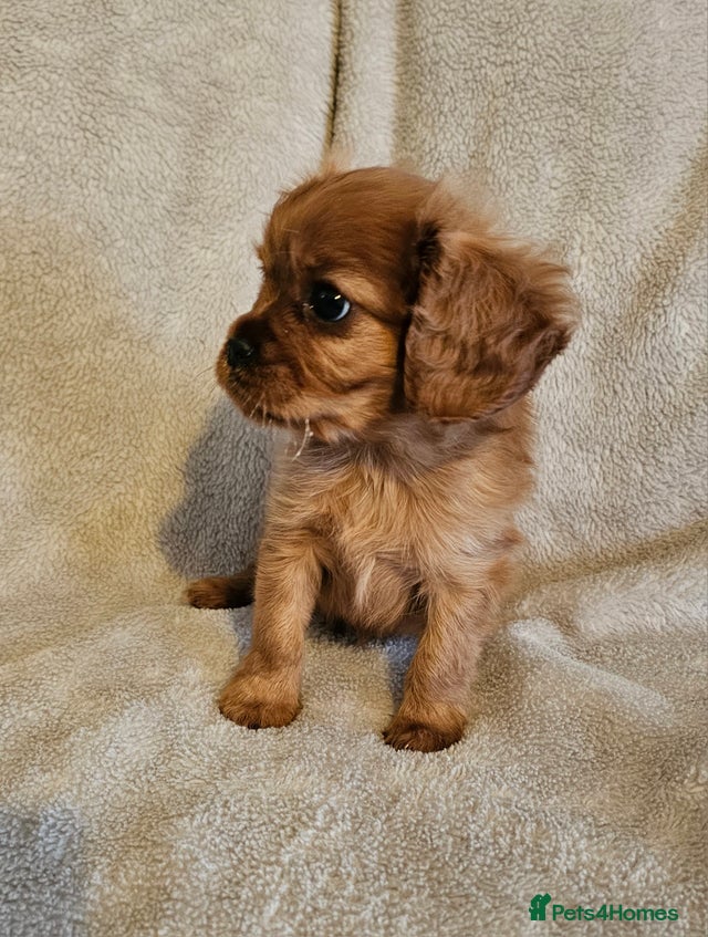 Cavalier King Charles Spaniel Puppy for sale in Sunderland | Pets4Homes