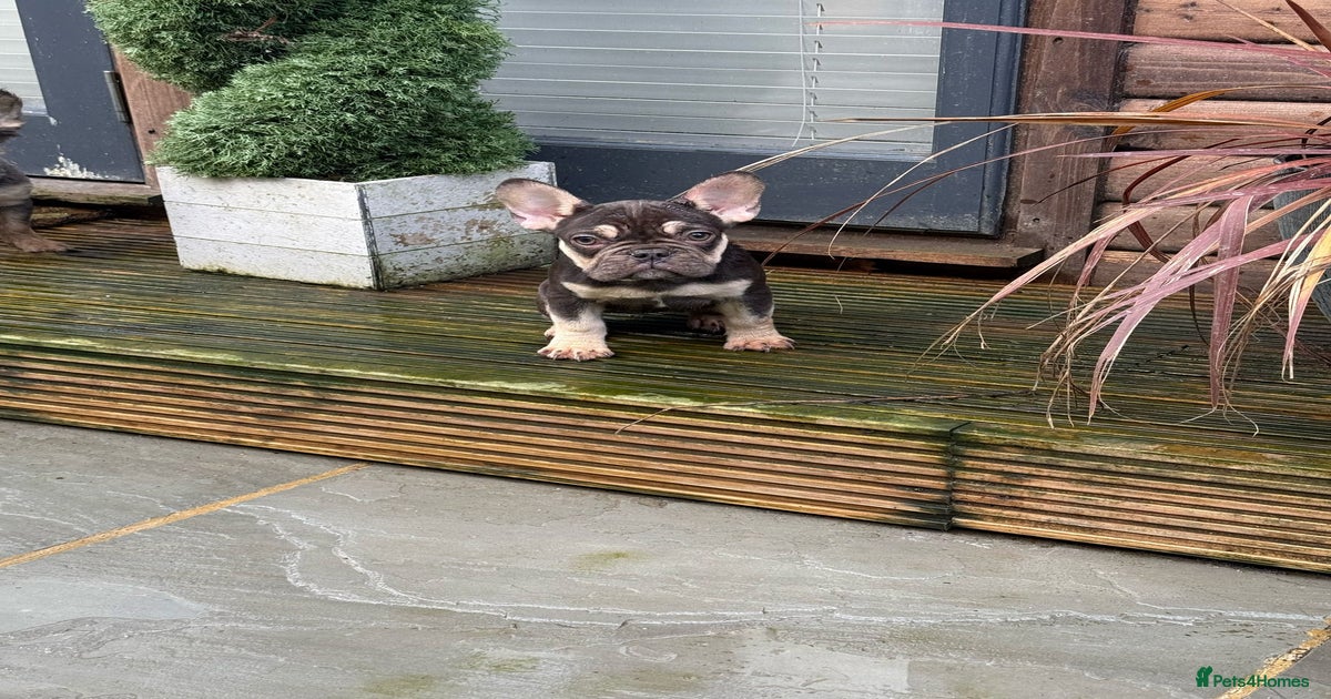 French bulldog for sale in Iver | Pets4Homes
