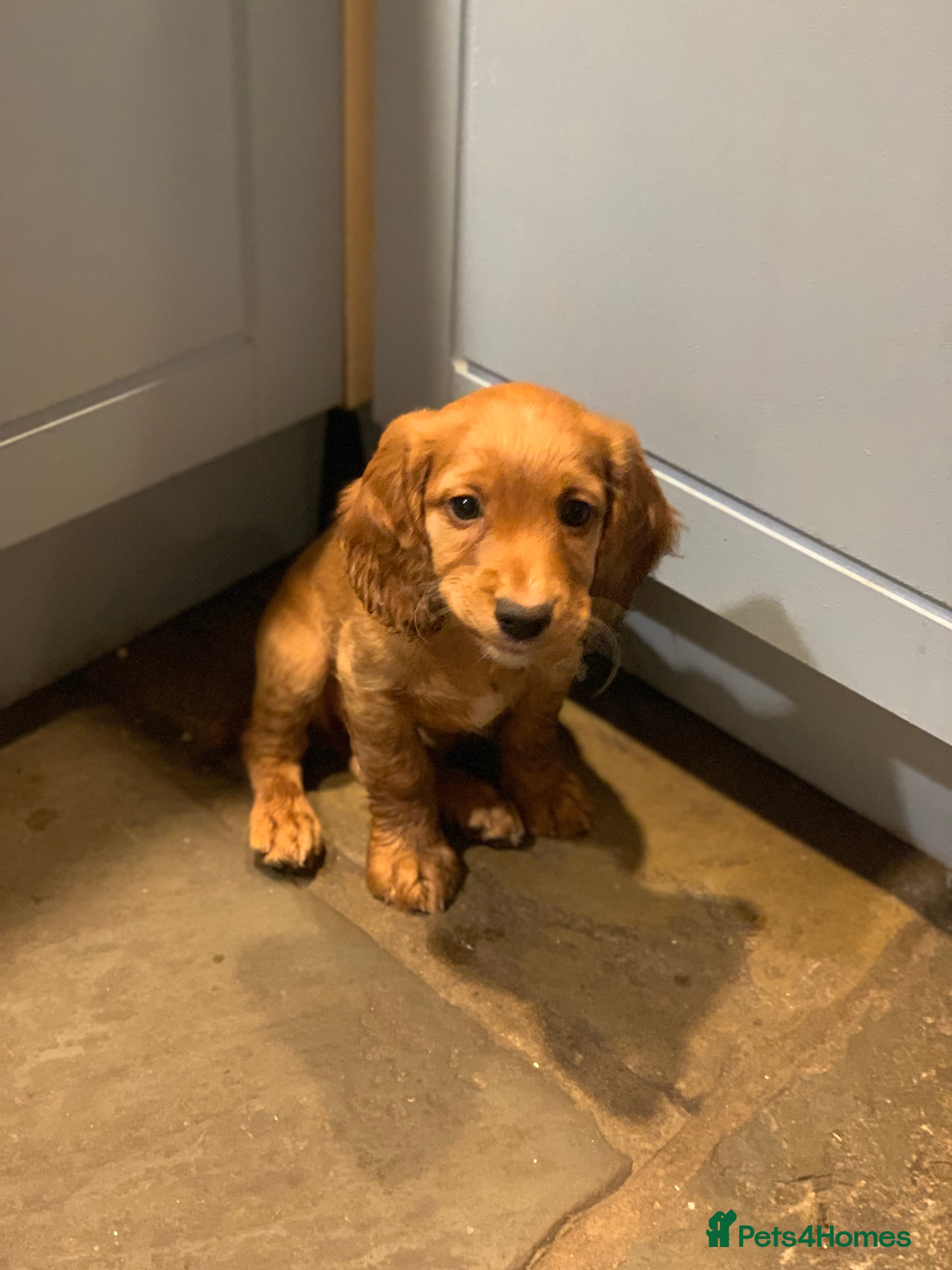 Red Working Cocker Spaniels. for sale in Battle | Pets4Homes