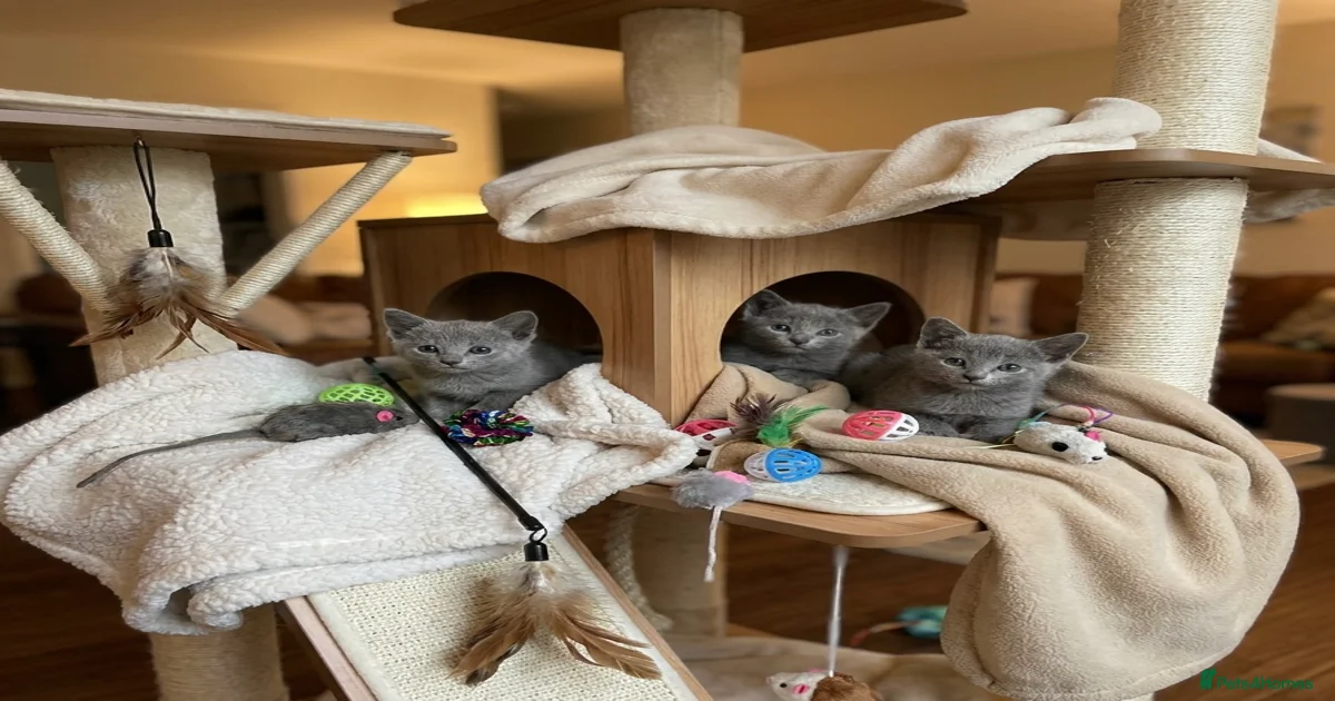 Russian Blue Kittens for sale | Pets4Homes