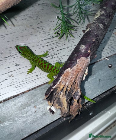Mourning Gecko reptiles for sale | Pets4Homes