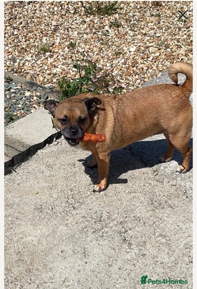 Jug Dogs Breed - Information, Temperament, Size & Price | Pets4Homes