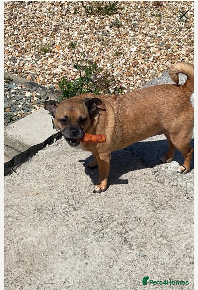 Jug Dogs Breed - Information, Temperament, Size & Price | Pets4Homes