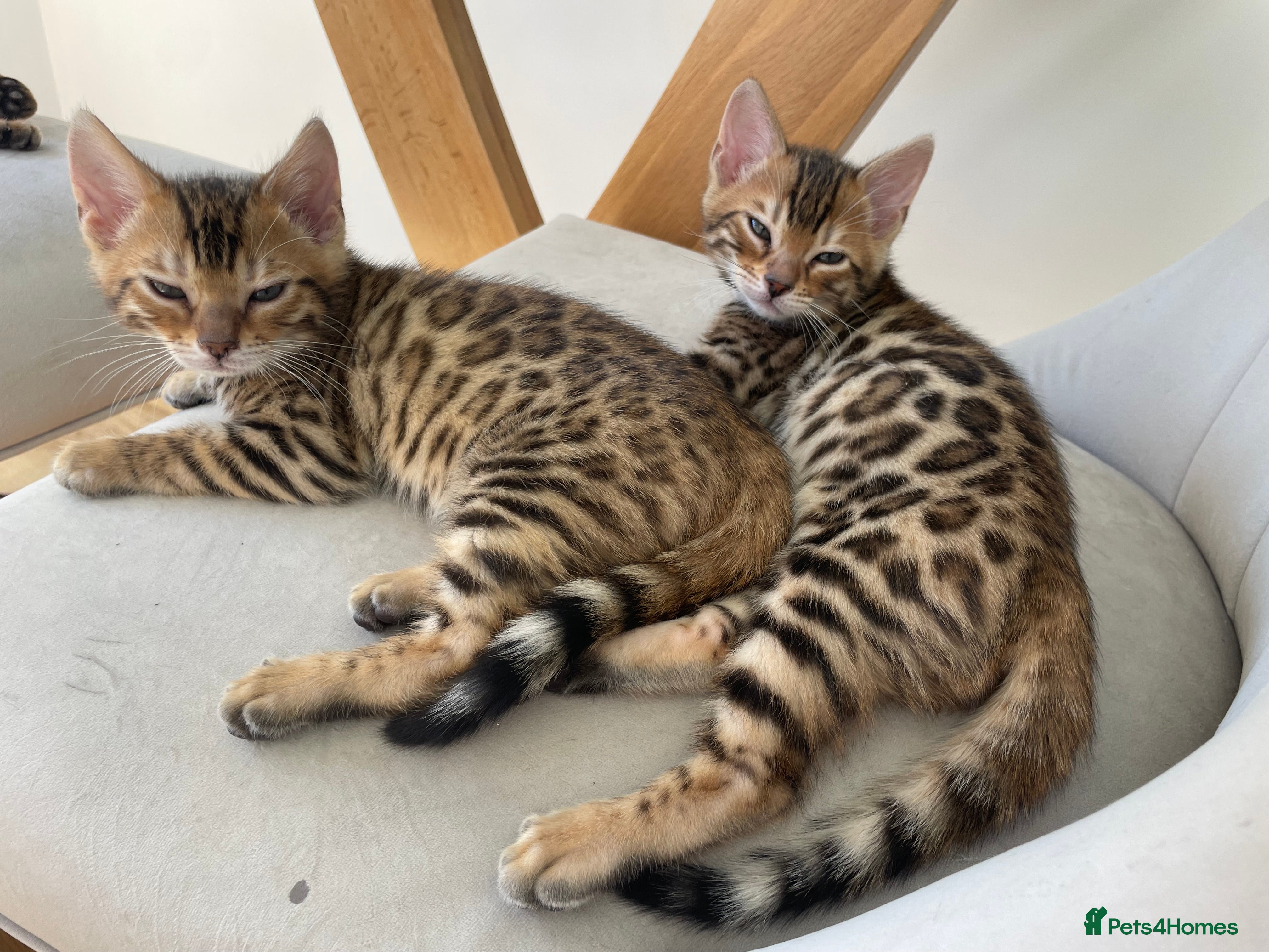 Stunning pedigree bengals kittens for sale in Colchester | Pets4Homes
