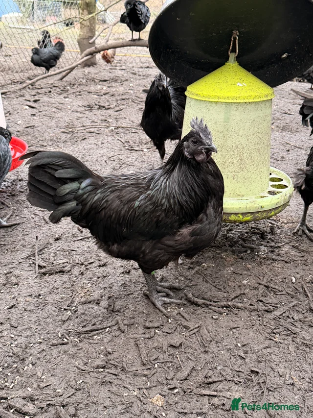 Ayam cemani roosters for sale in Manchester | Pets4Homes