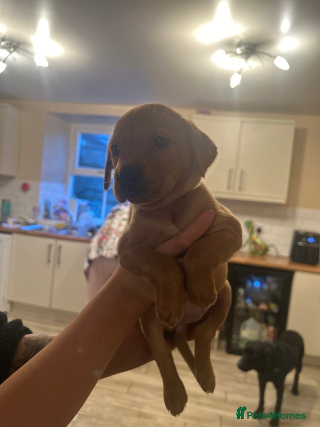 KC registered black and red Labrador puppies for sale in Hexham ...