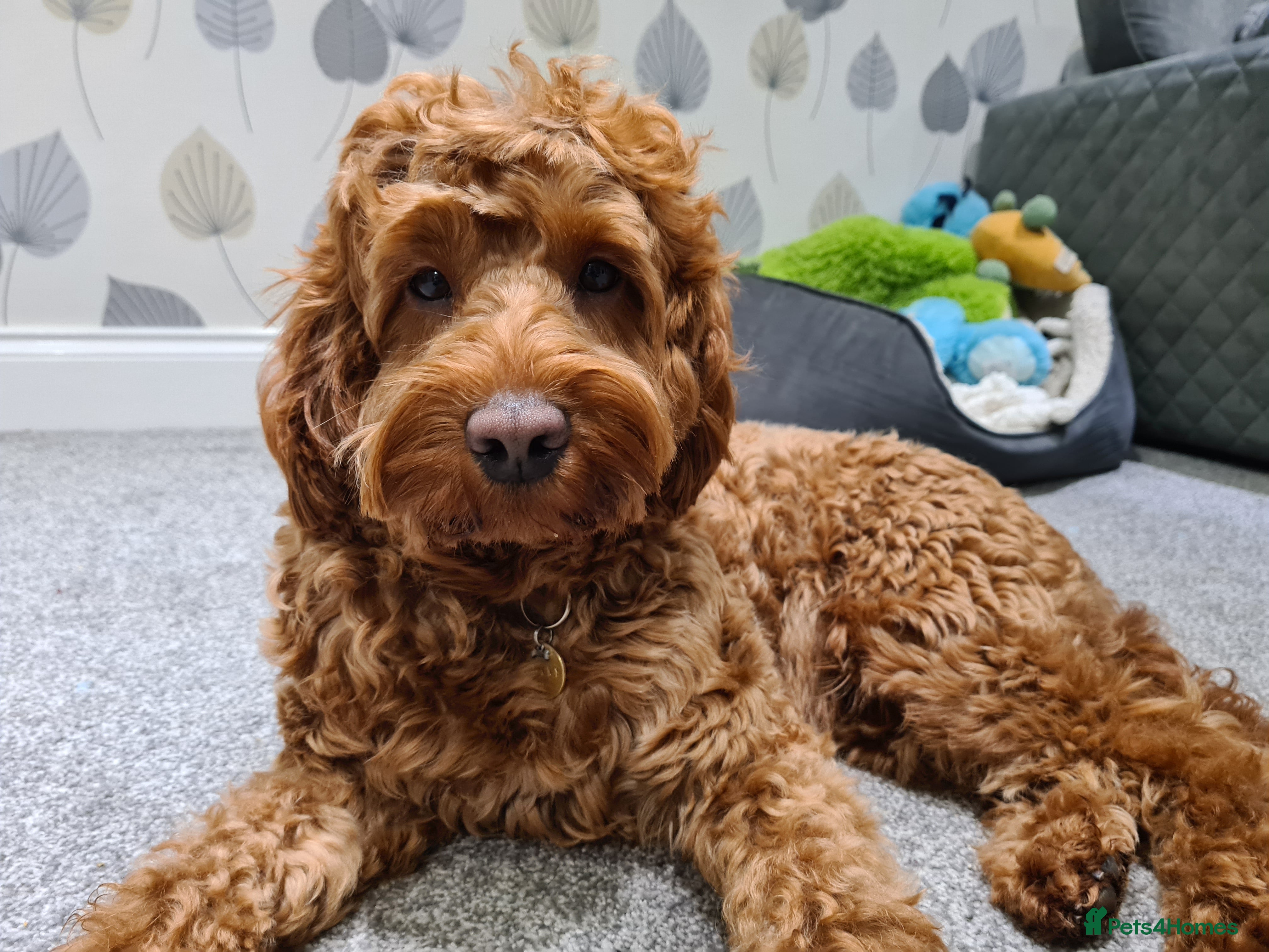 Red Cockapoo for Stud for stud in Swindon | Pets4Homes