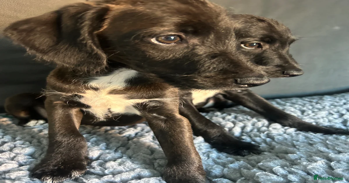 Bedlington whippet Puppies for sale | Pets4Homes
