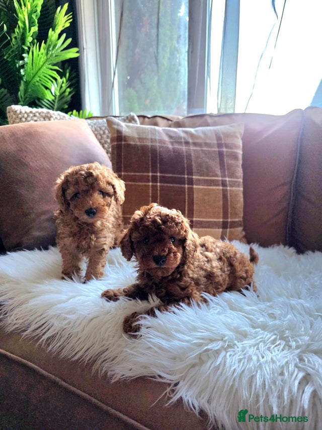 TINY RED KC PEDIGREE TOY POODLE PUPPIES for sale in Doncaster | Pets4Homes
