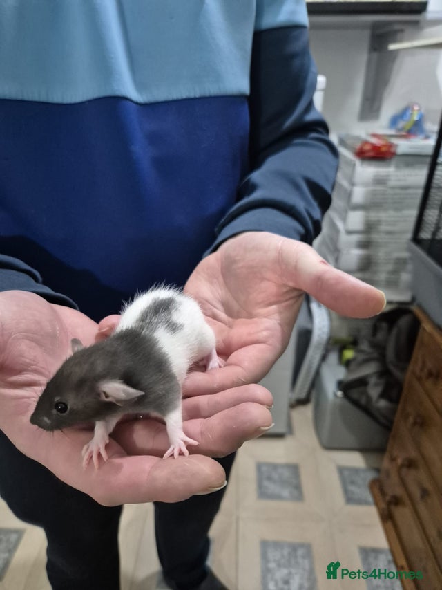 4 baby fancy rats for sale in Weston-super-Mare | Pets4Homes