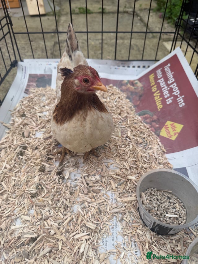 POL Serama hen and rooster for sale in Barking | Pets4Homes