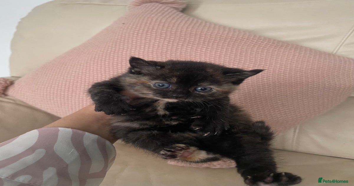 Last kitten left. Calico scottish straight female for sale in ...