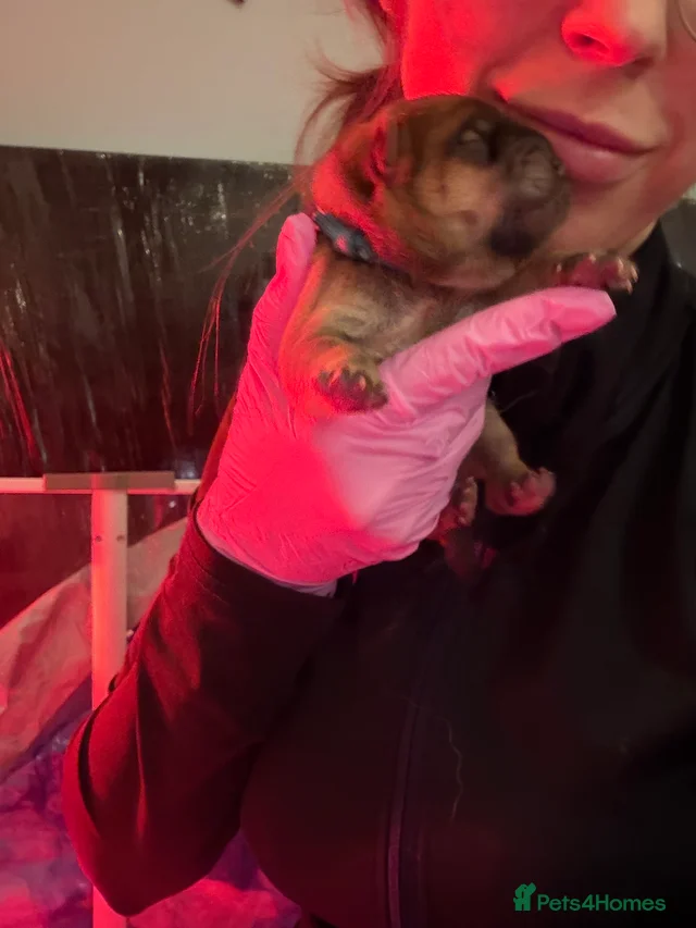 KC Registered Chow Chow Puppies ️ for sale in Doncaster | Pets4Homes