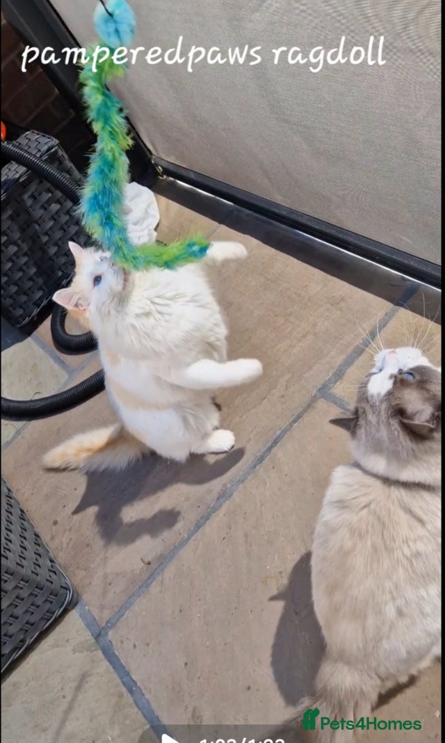 Sweetest European ragdoll boy for sale in Colchester | Pets4Homes