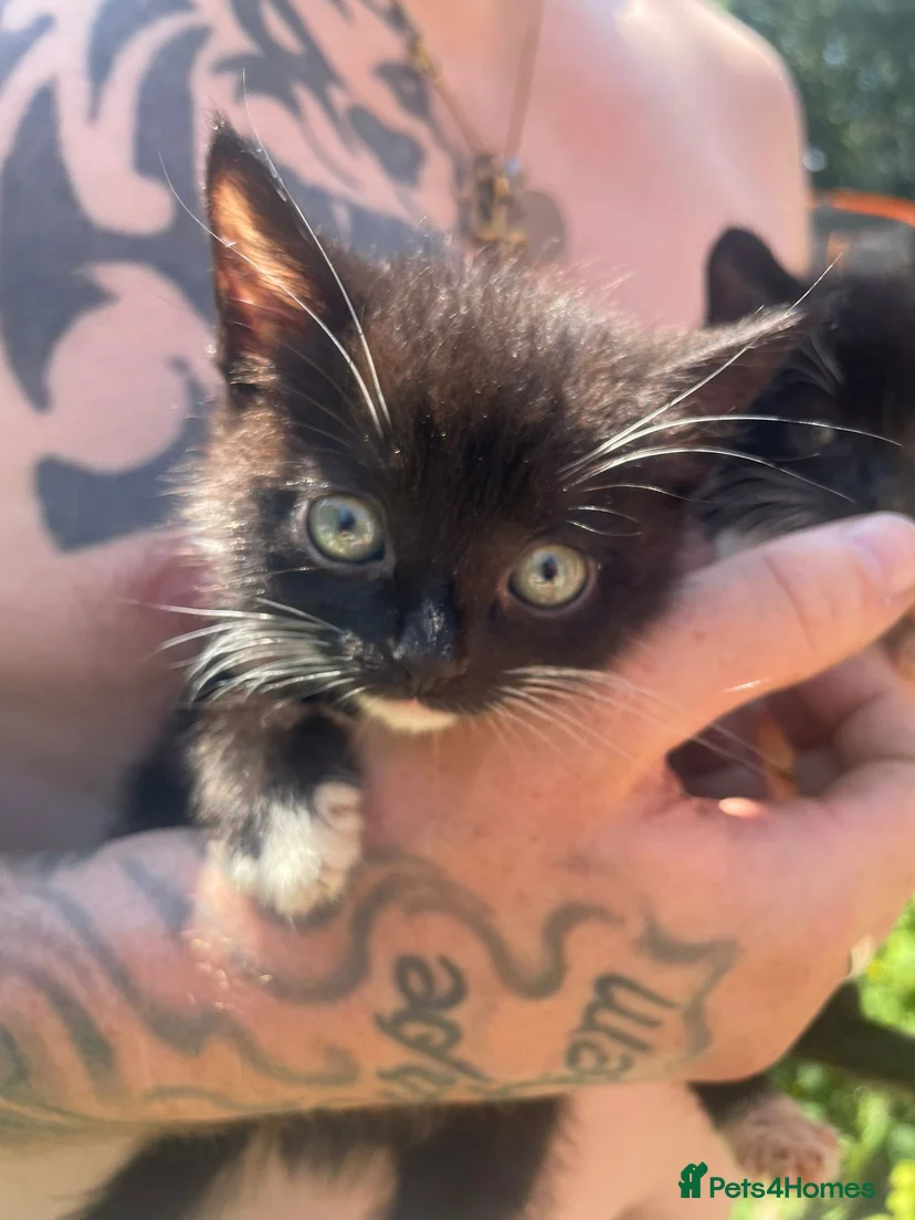 2 kittens left beautiful boy and girl for sale in Stockton-on-Tees ...