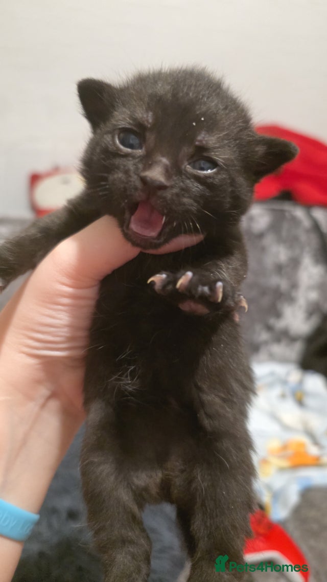 Kittens ready 19th February for sale in Birkenhead | Pets4Homes
