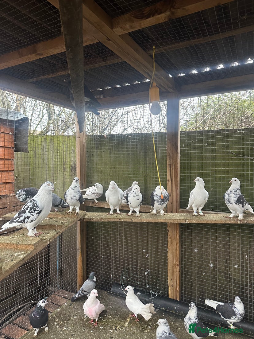 Fancy Pigeons for sale for sale in Tewkesbury | Pets4Homes