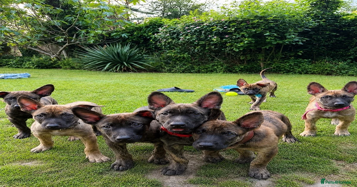 Dutch Shepherd Puppies for sale in East Grinstead | Pets4Homes