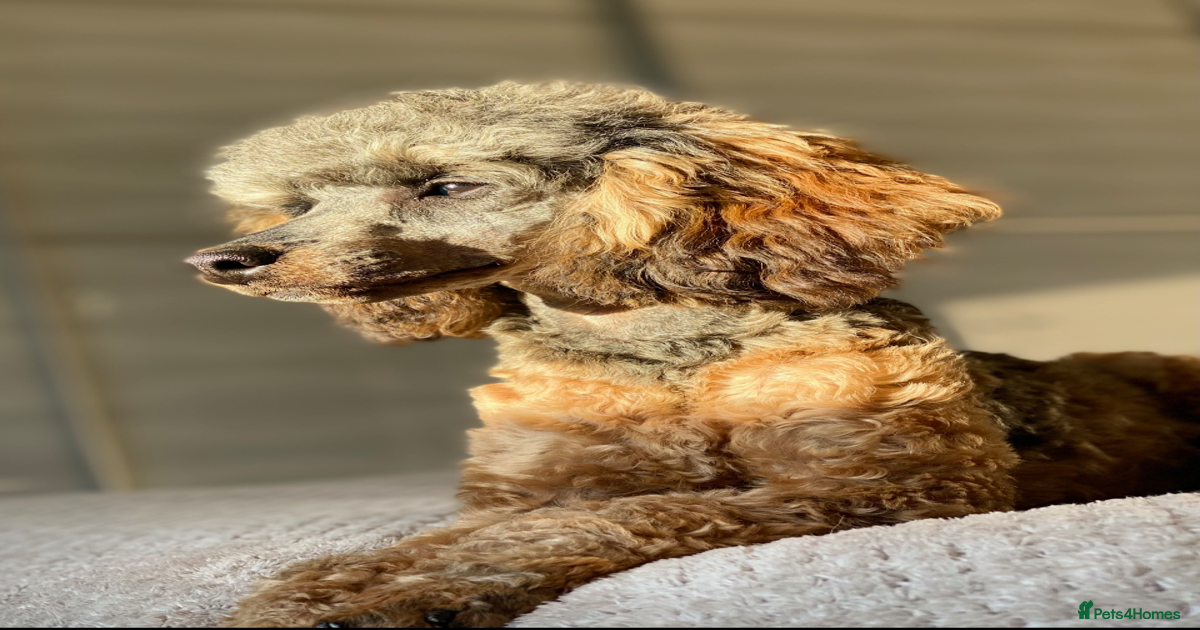 SABLE TOY POODLES 💙 HEALTH TESTED!! for sale in Walsall | Pets4Homes