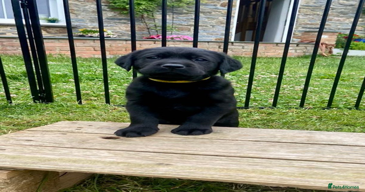 Labrador Retriever Yellow collar - Drakeshead Labrador Puppies for sale ...