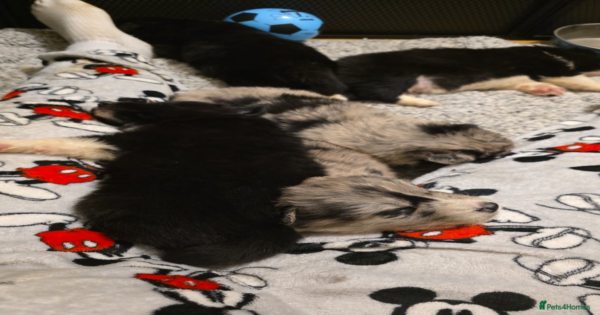 Husky cross collie puppies for sale in Cwmbran | Pets4Homes