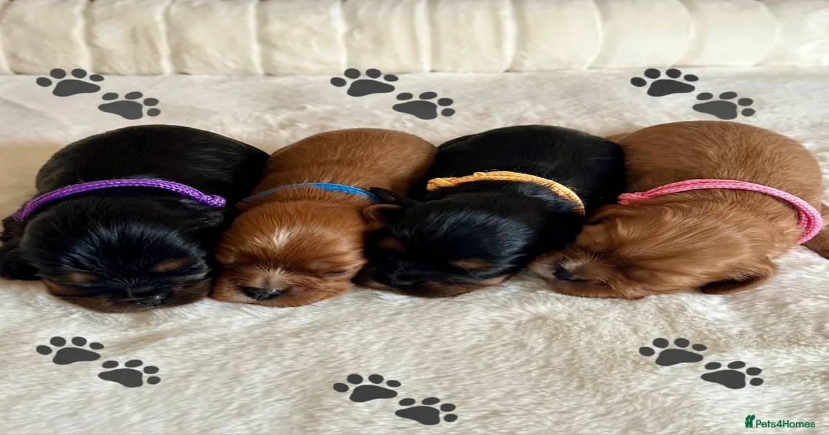 Pup piec Cavalier King Charles Spaniel Puppies for sale | Pets4Homes