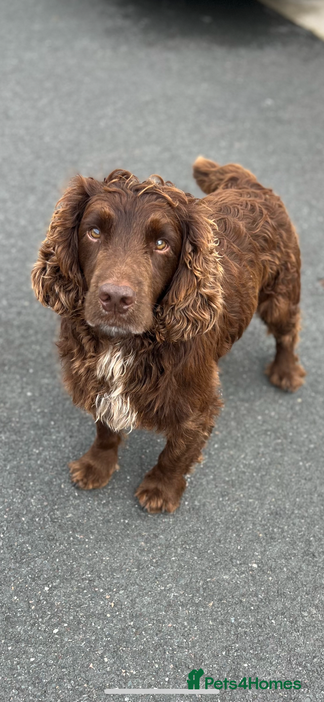 KC Registered Working Cocker Spaniel Stud “Chase” for stud in Ilkeston ...