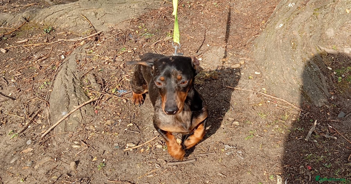 Miniature Daschaund for sale in Barking | Pets4Homes