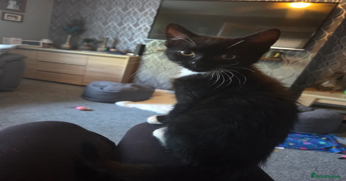 Kittens for sale | Pets4Homes