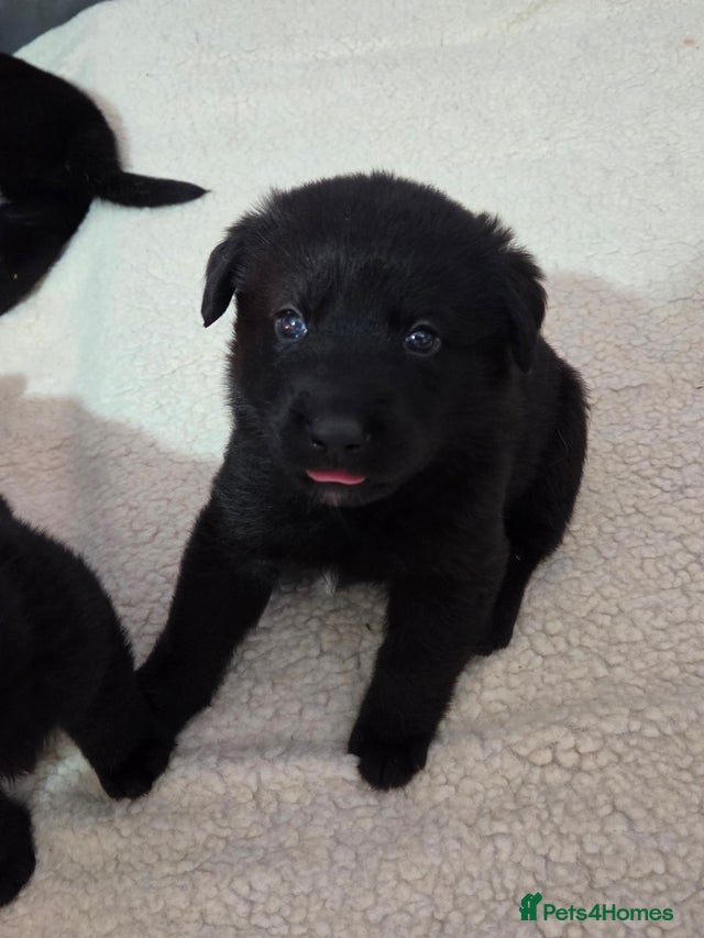 🌟German Shepherd x Labrador Retriever Puppies 🌟 for sale in York ...