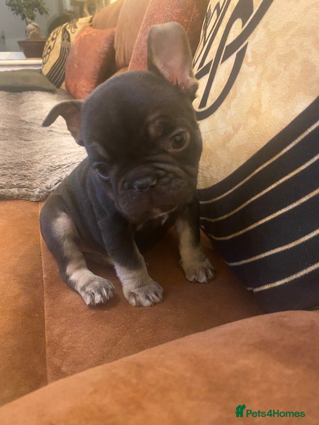 Beautiful chocolate girl for sale in Liverpool | Pets4Homes
