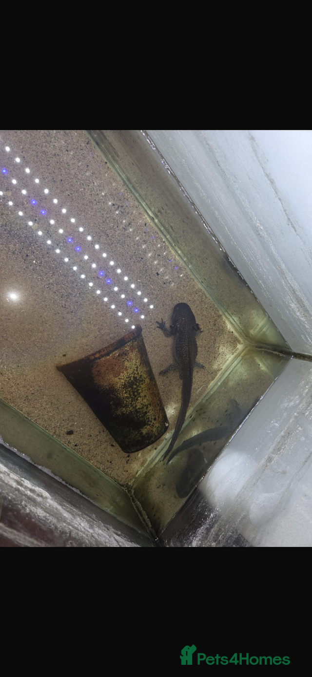 Axolotl “mexican walking fish” for sale in Greenford | Pets4Homes