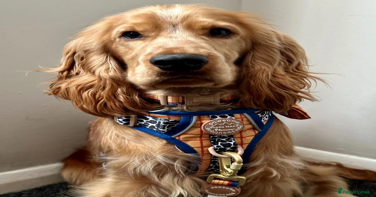 Sussex Spaniel Puppies for sale in Halesowen, West Midlands | Pets4Homes