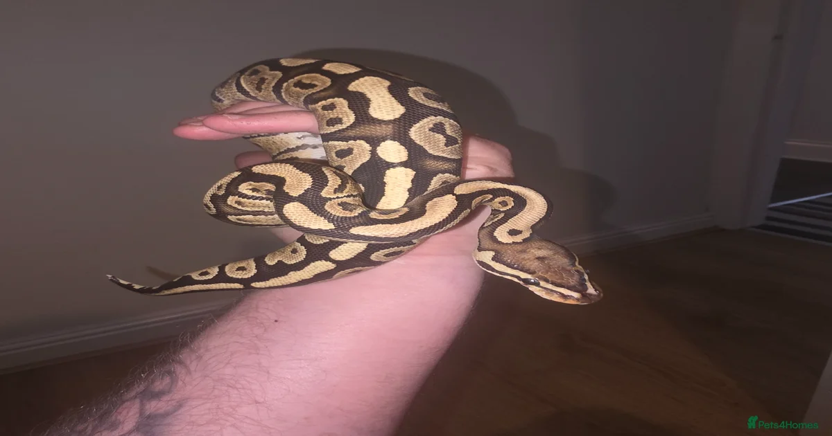 Royal Python and full setup for sale in Whitby | Pets4Homes