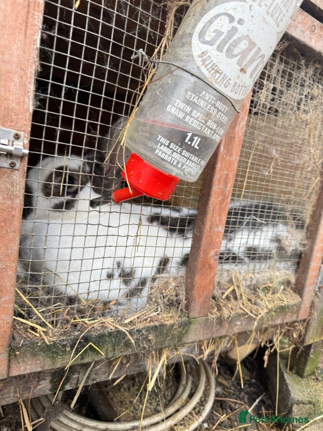 Rabbits for you for sale in Boston | Pets4Homes