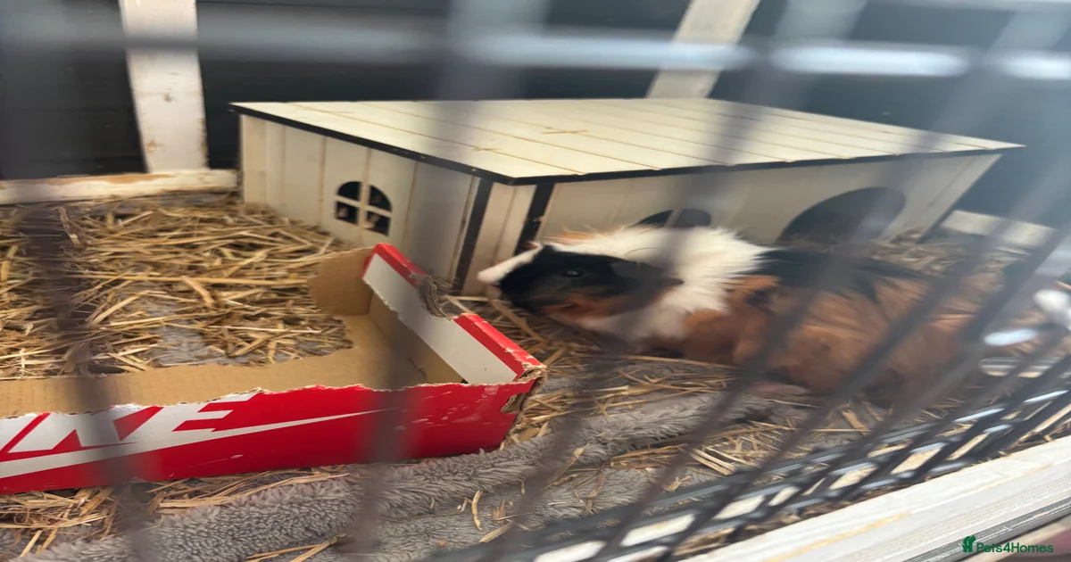 2 female Guinea pigs and cage for sale in Staines | Pets4Homes