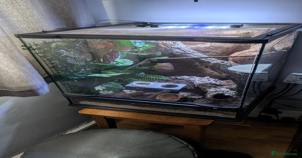 Male crested gecko full setup for sale in Torquay | Pets4Homes