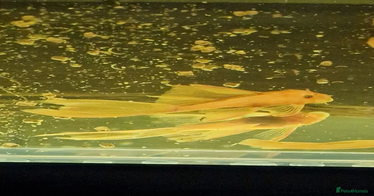 Longfin Super-red bristlenose Plecos for sale in Cambridge | Pets4Homes